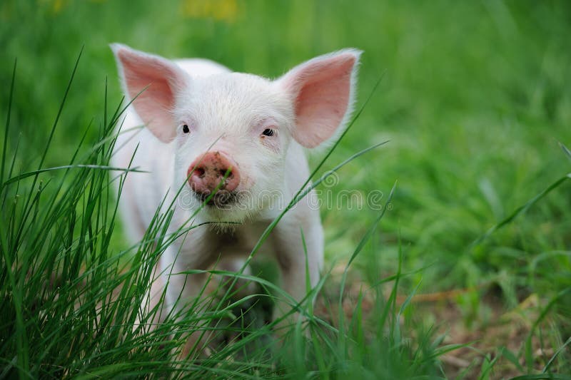 Piglet on farm stock photo. Image of dirty, outdoor, field - 54564690
