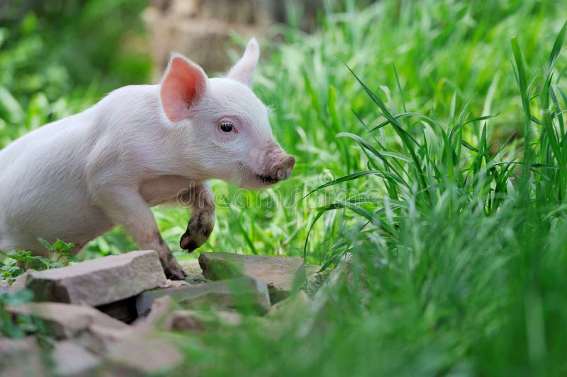 Piglet on farm stock photo. Image of motion, nature, agriculture - 54564704