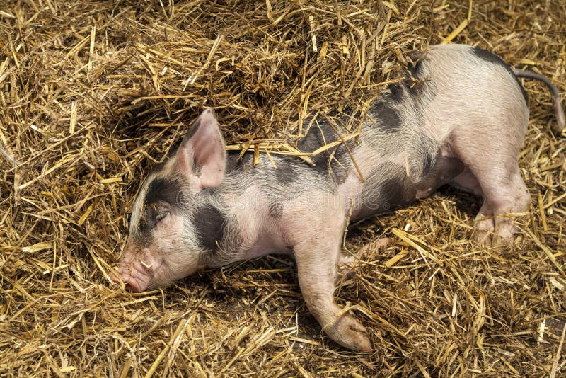 A Piglet laid in straw stock photo. Image of animal, laid - 97681016