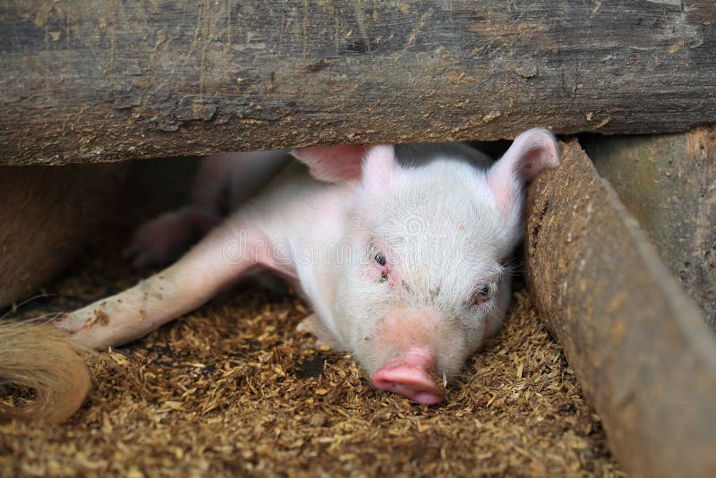 Piglet lies down stock image. Image of cute, cattle, piglet - 27391121