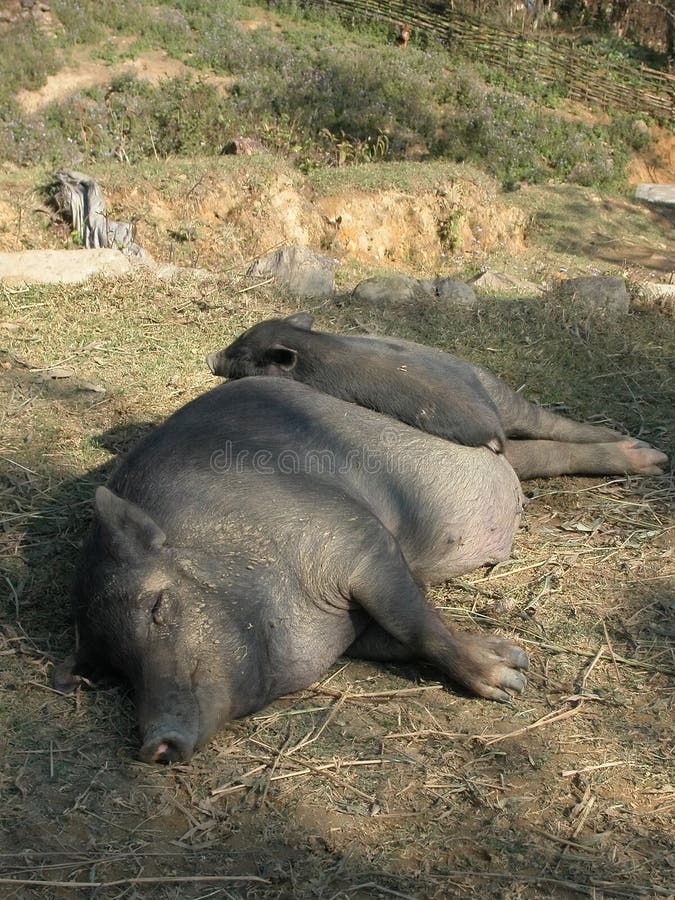 Piglet with mother stock image. Image of animals, outside - 831595
