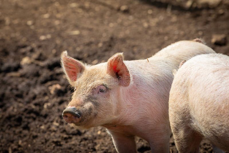 Piglet in a Muddy Farm Setting. Stock Image - Image of wildlife, farm ...