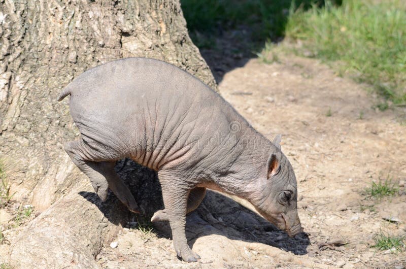 Piglet near tree stock photo. Image of root, hoof, skip - 32371392