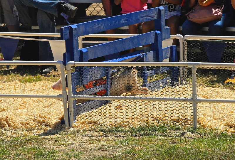 Piglet race editorial stock photo. Image of jumping, cute - 97803493