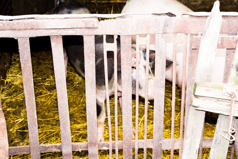 Piglet Pen Piglets in that Pen are White and Dark Stock Photo - Image ...