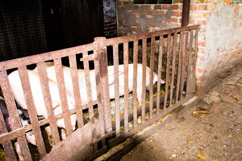 Piglet Pen Piglets in that Pen are White and Dark Stock Photo - Image ...