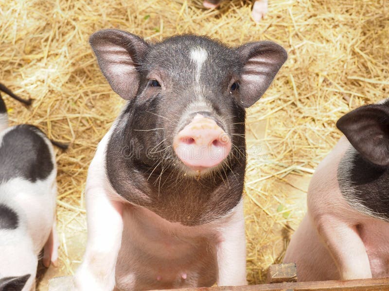Dwarf Piglet Stock Photos - Free & Royalty-Free Stock Photos from ...