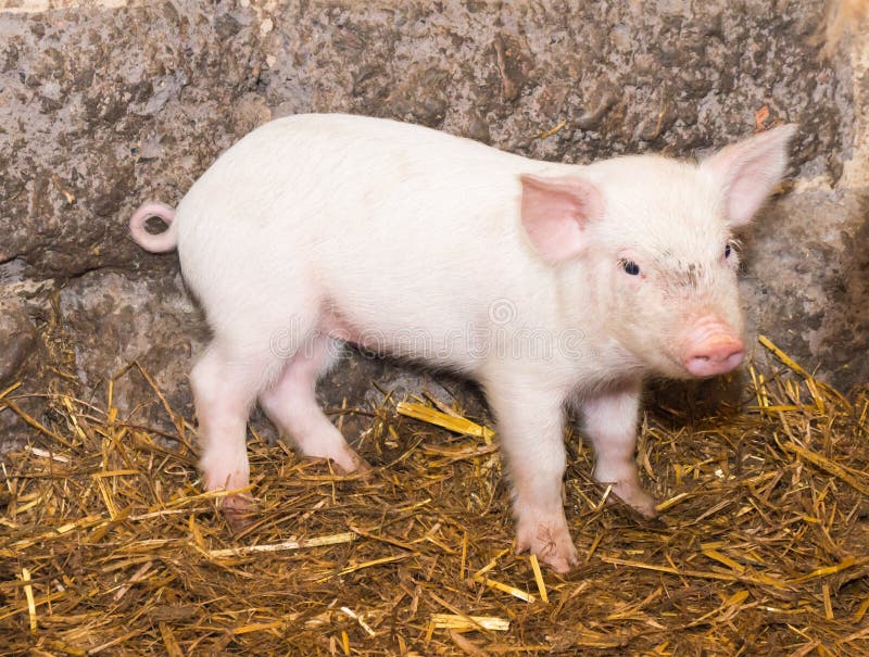 Piglet pig stock photo. Image of agriculture, livestock - 40896578