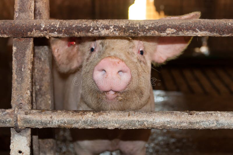 Piglet in a pigsty stock photo. Image of feeding, piggy - 118417078
