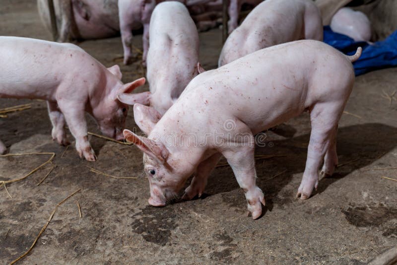 Piglet Running Around in the Paddock after Feeding Finished. Stock ...