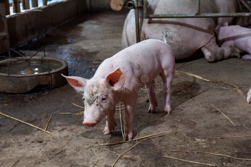 Piglet Running Around in the Paddock after Feeding Finished. Stock ...