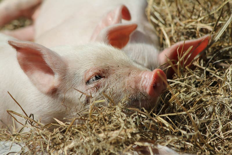 Piglet sleeping stock photo. Image of farm, drinking - 42000436
