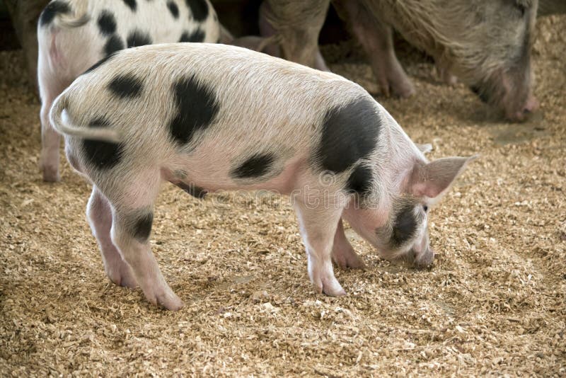 The Piglet are Snuffling in the Straw Stock Photo - Image of grey ...