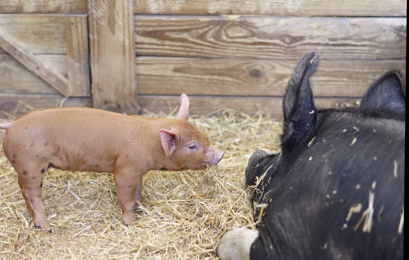 Piglet and Sow stock image. Image of pork, piglet, swine - 73379755
