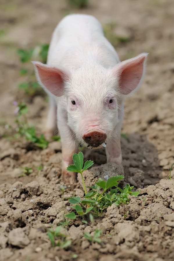 Piglet on spring grass stock image. Image of farm, field - 88797903