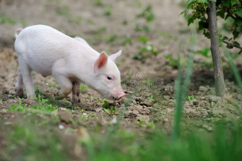 Piglet on Spring Green Grass on a Farm Stock Photo - Image of meat ...