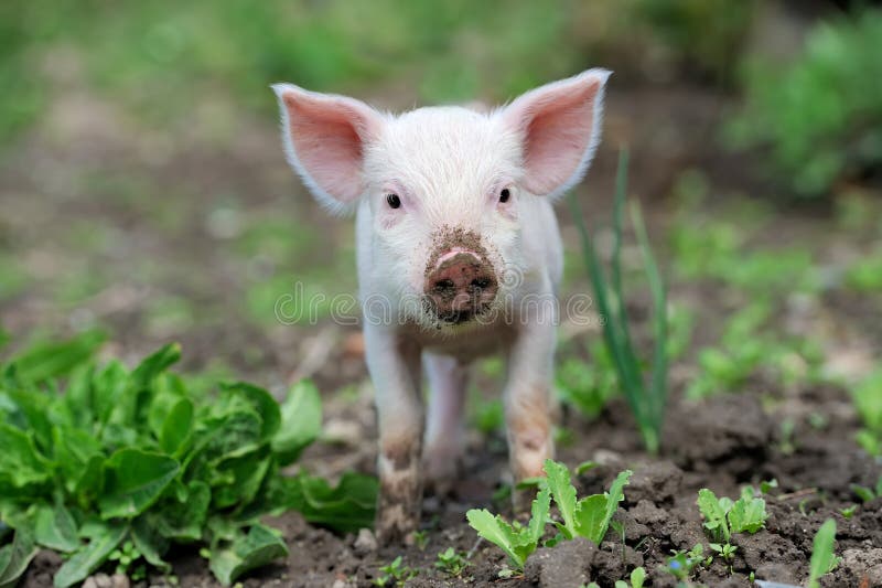 Piglet stock image. Image of meadow, grass, meat, curiosity - 54564897