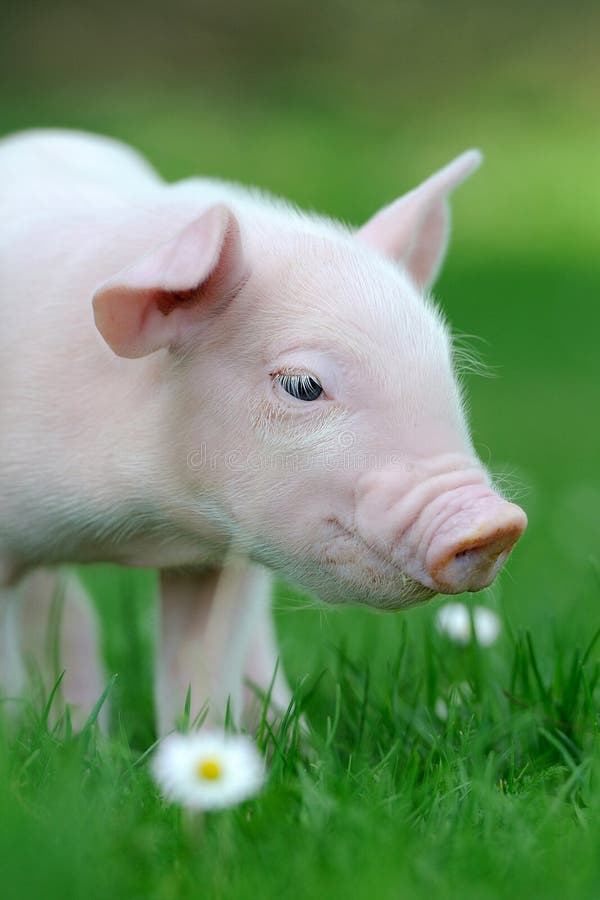 Piglet stock photo. Image of animal, dirty, domestic - 54875436