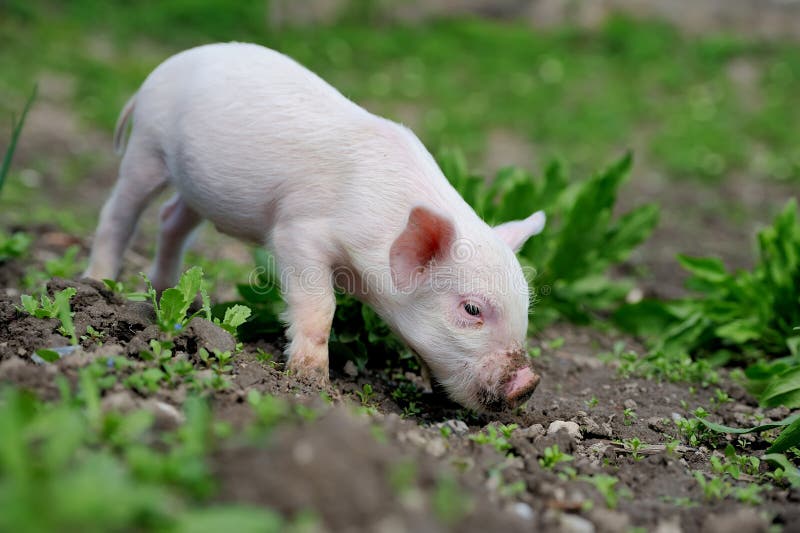 Piglet stock image. Image of domestic, field, dirty, piglet - 56078445