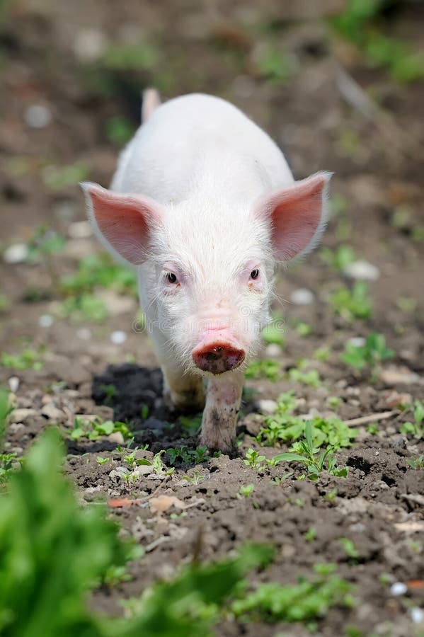 Piglet stock photo. Image of domestic, nature, closeup - 57173610