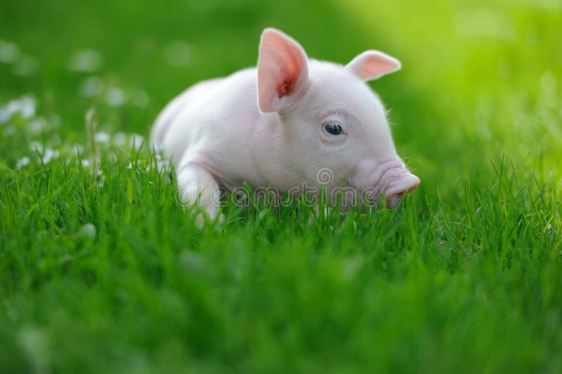 Piglet stock photo. Image of piggy, animal, funny, happy - 57173598