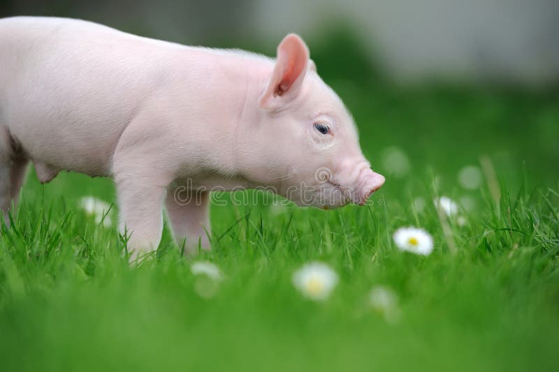 Piglet stock photo. Image of domestic, nature, closeup - 57173610