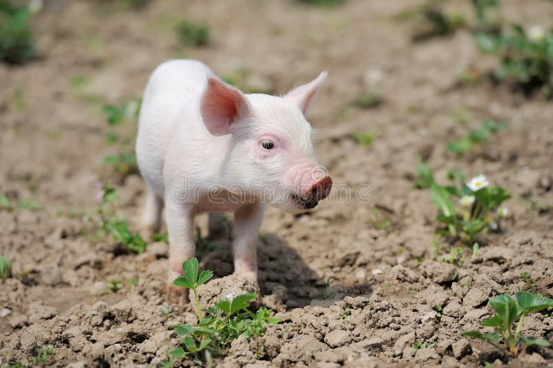 Piglet stock photo. Image of life, agriculture, look - 71139950