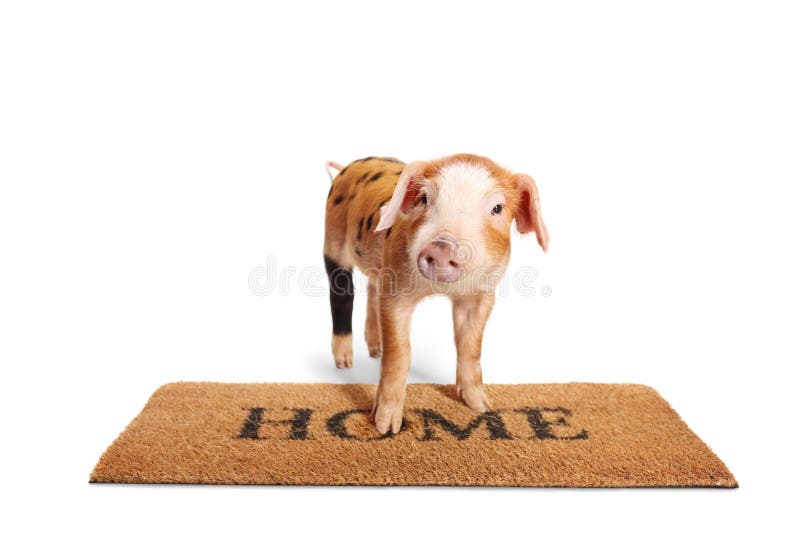 Piglet Welcome Home Stock Photos - Free & Royalty-Free Stock Photos ...