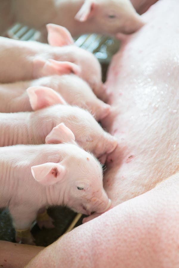 Suckling Pink Pigs stock photo. Image of milk, young - 13348084