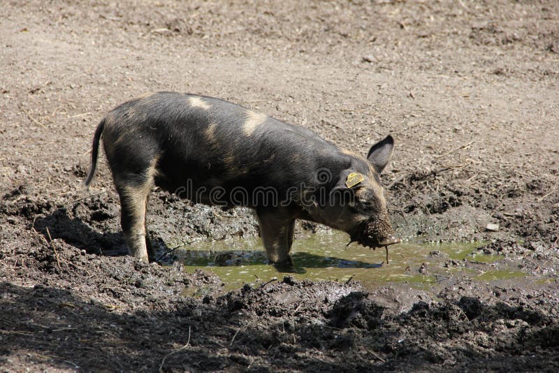 Piglet stock photo. Image of mudbath, skansen, piglet - 41689324