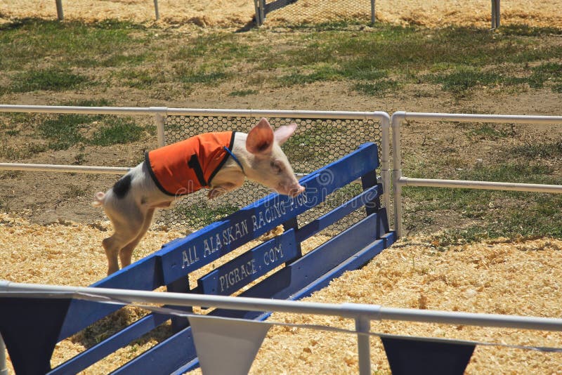Piglet race editorial stock photo. Image of jumping, cute - 97803493