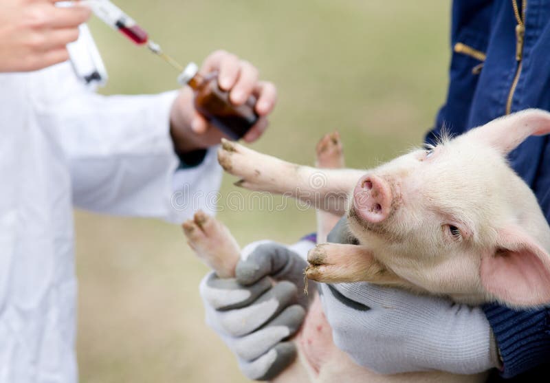 Piglet vaccination stock photo. Image of pharmaceutical - 53523626