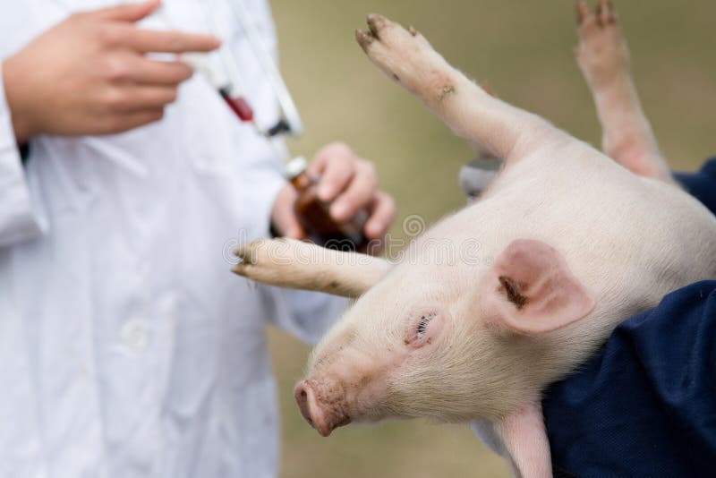 Piglet vaccination stock image. Image of disease, antibiotic - 44403529