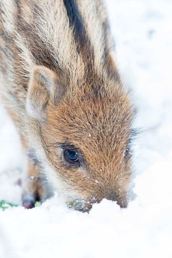 Piglet of Wild Boar with Trunk in the Snow Stock Photo - Image of roast ...
