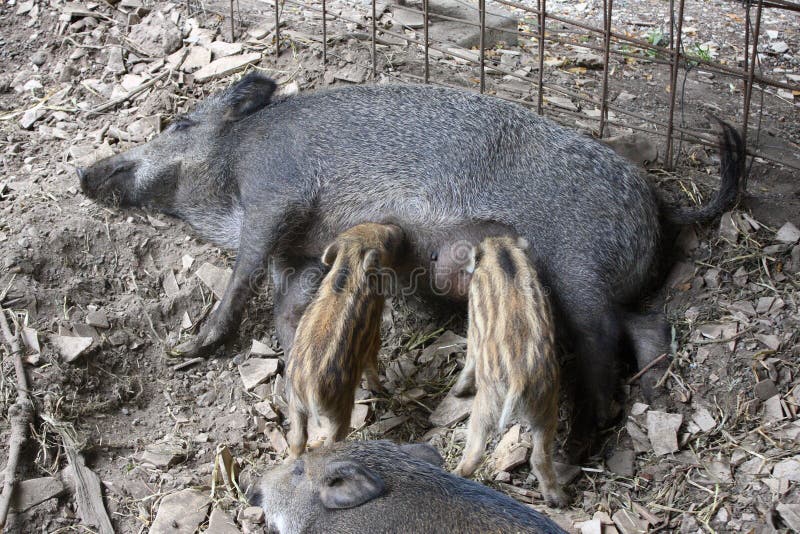 Piglet Wild Boar with Mother Stock Photo - Image of shoat, tusker: 41217860