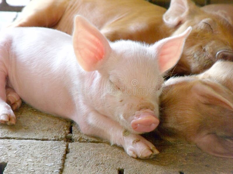 Piglet stock image. Image of little, pigpen, piglet, small - 48276249