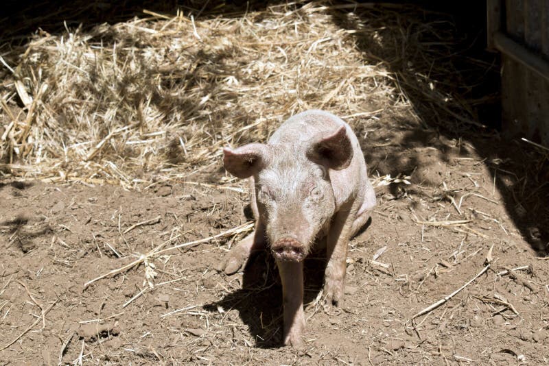 Piglet Sitting Down Stock Photos - Free & Royalty-Free Stock Photos ...