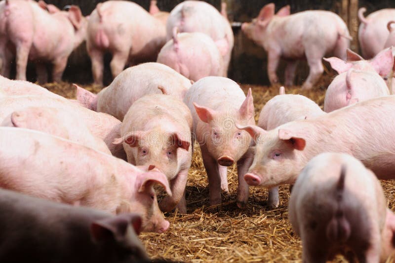Sow with piglets stock photo. Image of pigs, baby, swine - 8936198