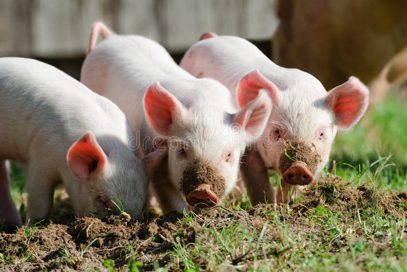 82+ Piglets Free Stock Photos - StockFreeImages