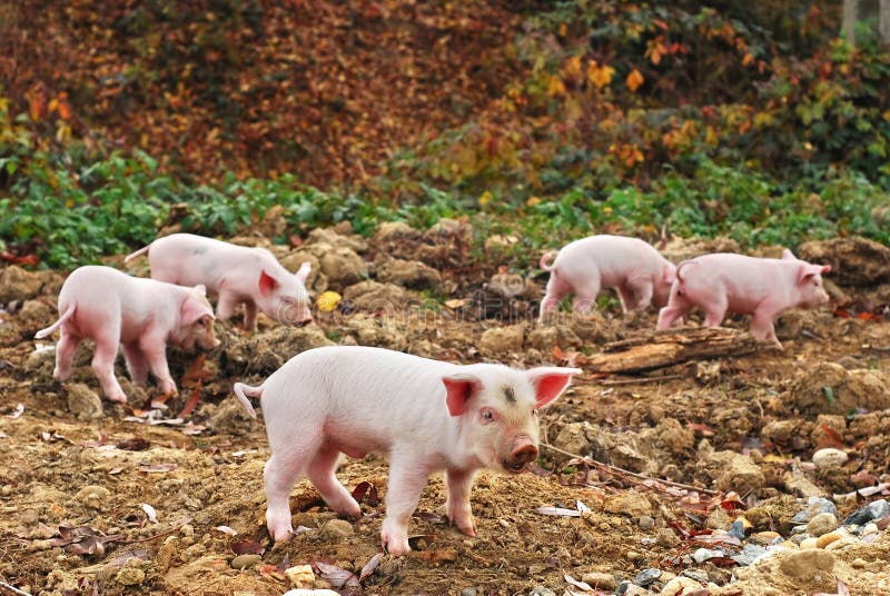 Piglets stock image. Image of nature, cute, rural, animal - 21943607