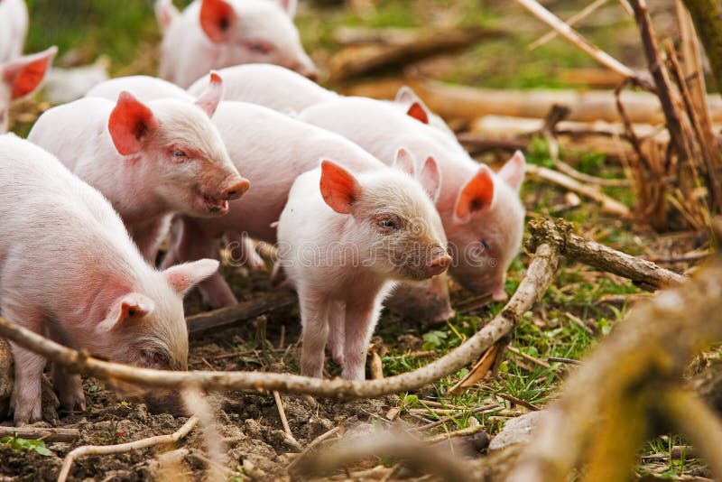 Piglets stock image. Image of outdoor, green, piglet - 14693155