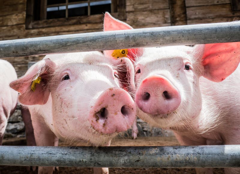 Cheerful piglet. stock photo. Image of suck, bacon, close - 1757064
