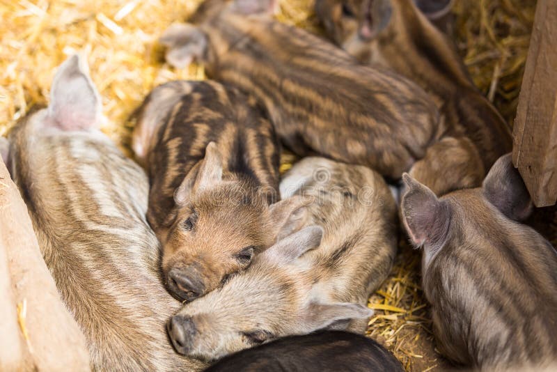 Piglets stock photo. Image of building, farrow, utility - 88404078