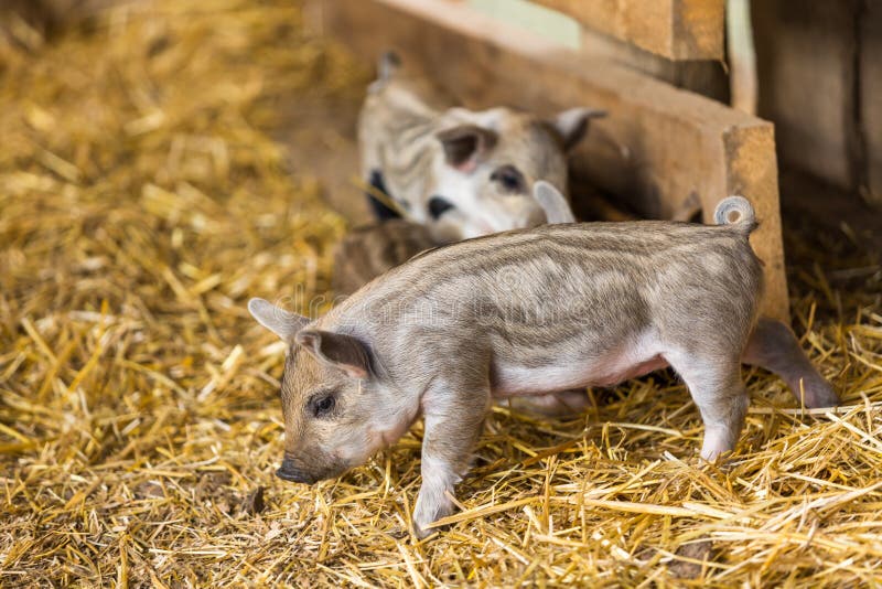 Piglets stock image. Image of summer, barn, domestic - 88404395