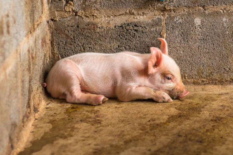 Piglets stock photo. Image of sleep, life, corral, pigsty - 66864684