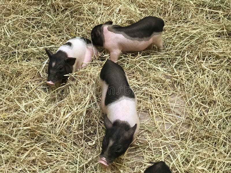 Piglets in the Farm. Piglets in the Hay Stock Photo - Image of wildlife ...