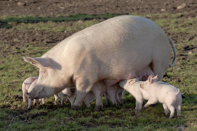 Piglets feeding stock photo. Image of piglets, udders - 22914474