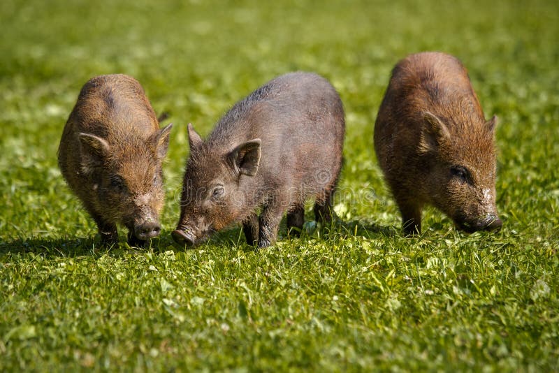 Piglets feeding from sow stock image. Image of profile - 34745587