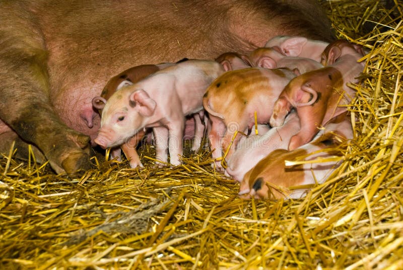 One Week Old Fuzzy Baby Piglets Stock Image - Image of grass, nature ...