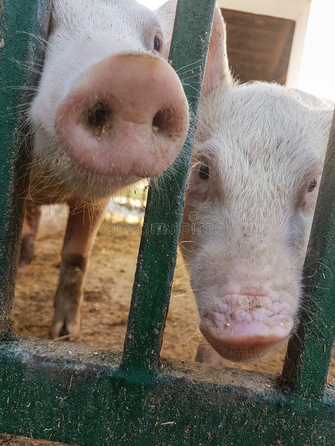 Piglets happy on a farm stock image. Image of embracing - 256794323